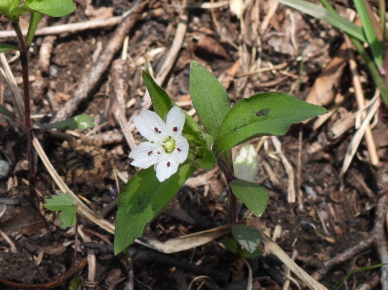 ワダソウ、サクラソウ、エヒメアヤメ : 大分のスケッチブログ